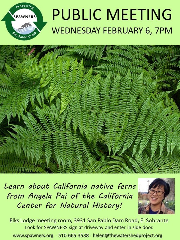 SPAWNERS: Angela Pai on California Native Ferns - El Sobrante Chamber ...